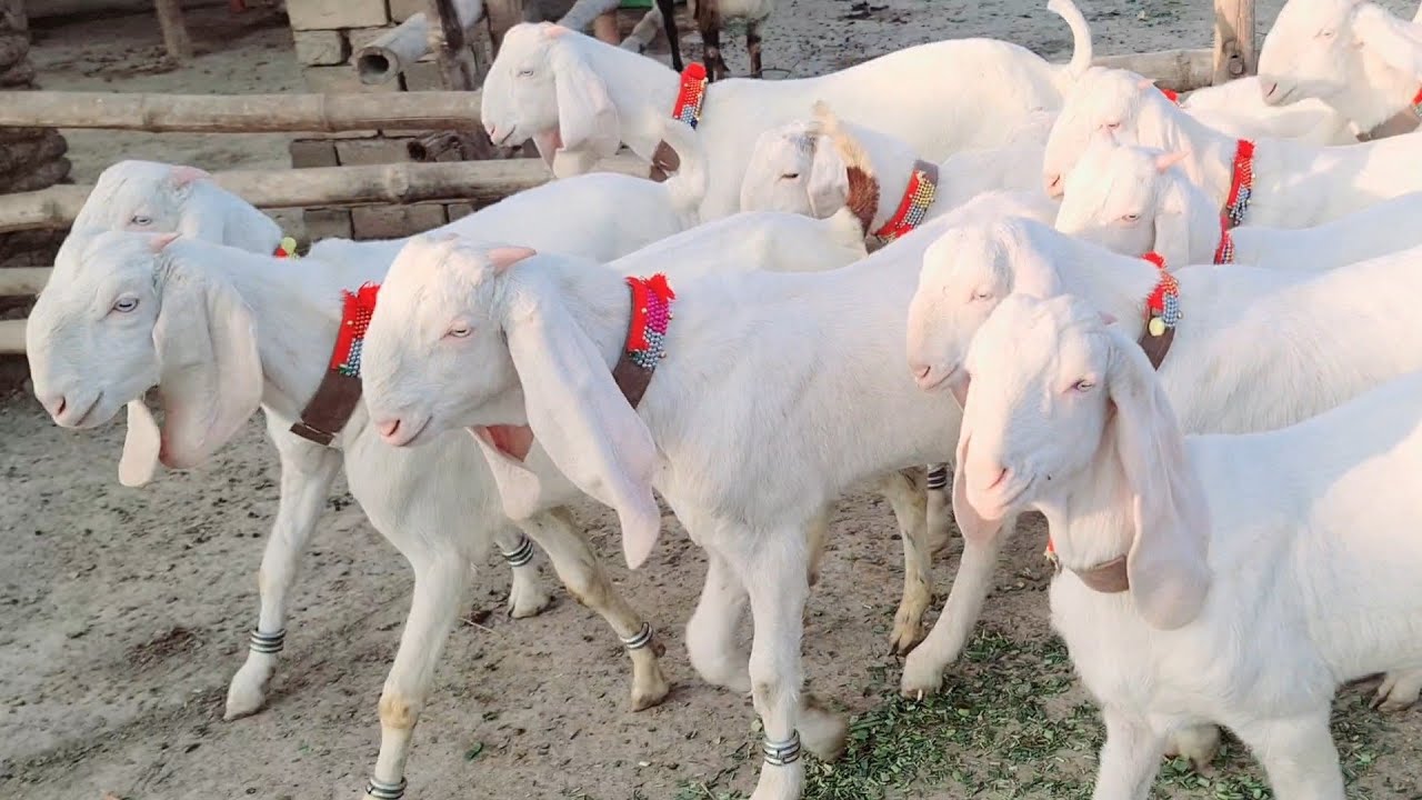 Rajanpuri Goat farming Bakra Eid 2022./03368056786۔03167478083 ...