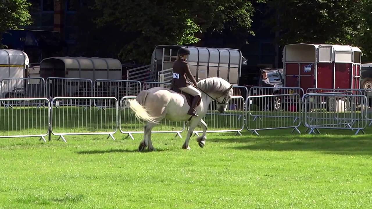 Highland Ponies Agricultural Show Perth Perthshire Scotland - YouTube