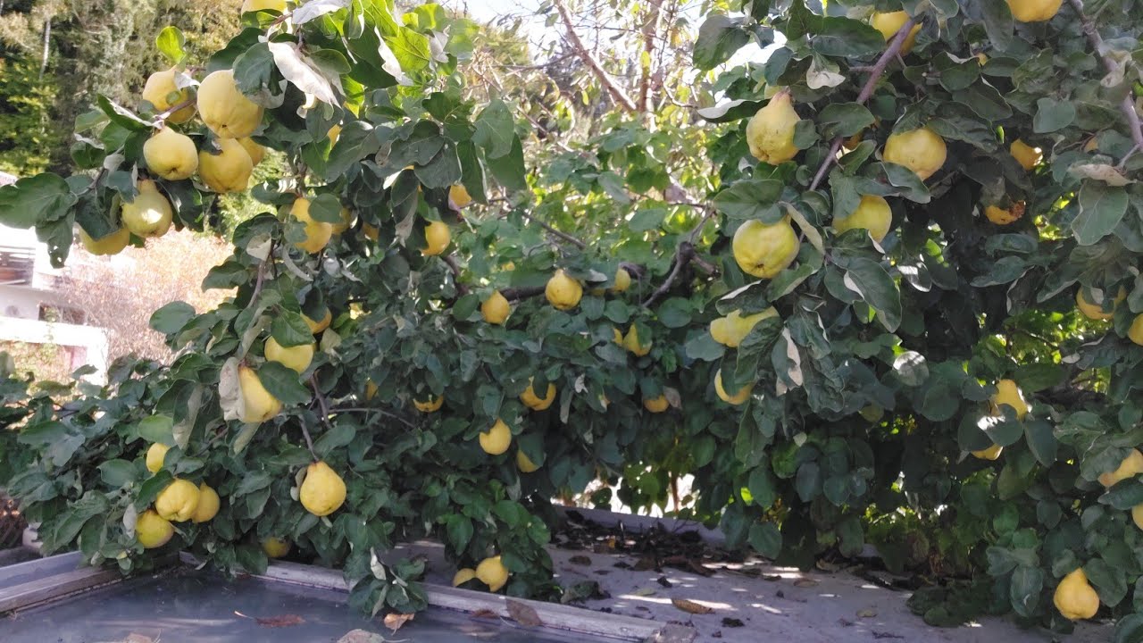 Harvesting Time. Quince or (Quitte ) - YouTube