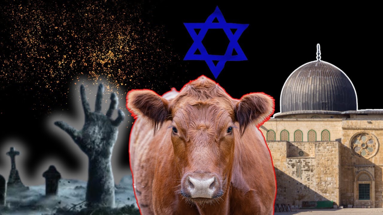 Why Jewish And Christians Sacrifice Red Cow? | History of Red Heifers ...