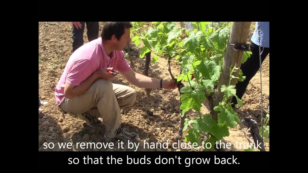 Debudding vines in the Languedoc - YouTube