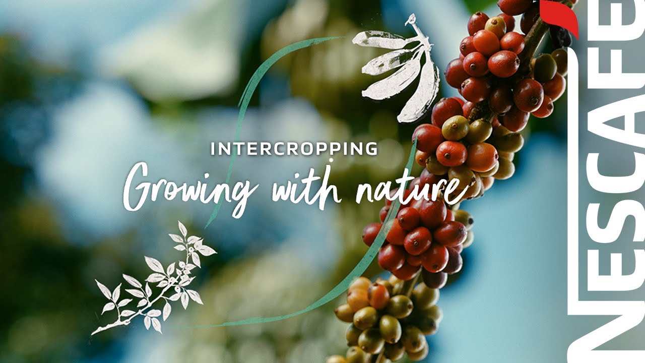 Empowering Coffee Farmers with Intercropping Techniques - YouTube