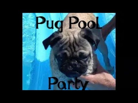 Sun's Out, Paws Out: A Pug Pool Party - YouTube