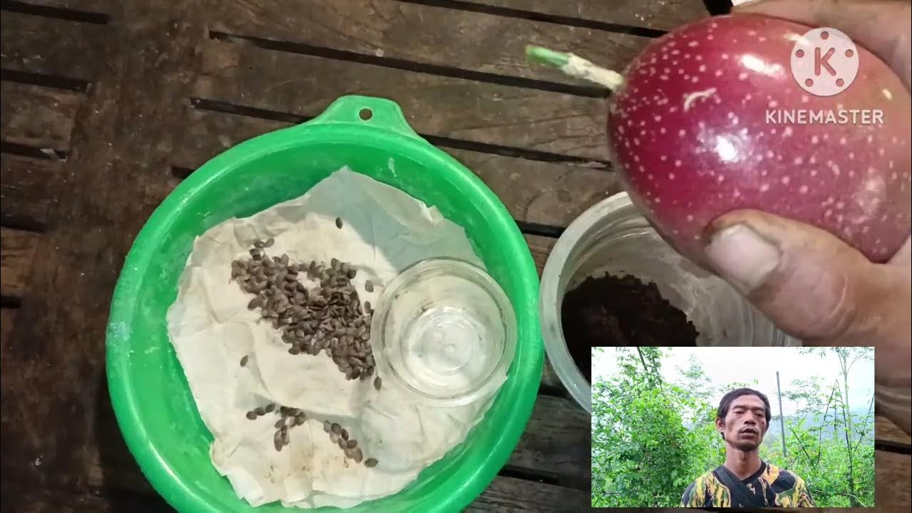 “Budidaya Markisa: Tips dan Trik Dari pakar untuk semai bibit" - YouTube