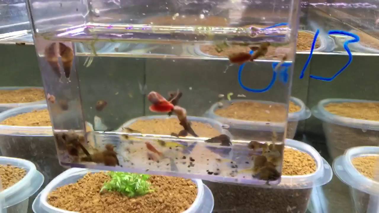 Resetting Shrimp Tanks and Moving Shrimp - YouTube