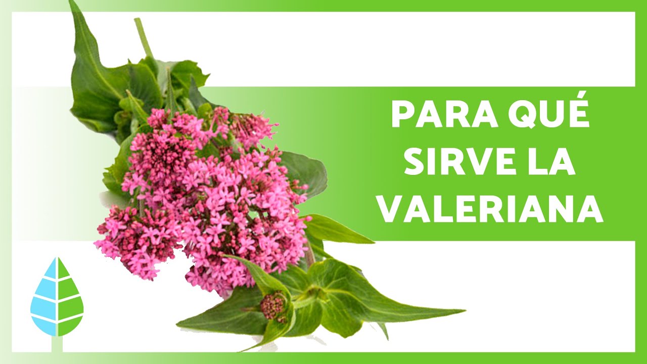 BENEFICIOS de la VALERIANA 🌼🌿 (Propiedades Medicinales, Cómo Tomarla y ...