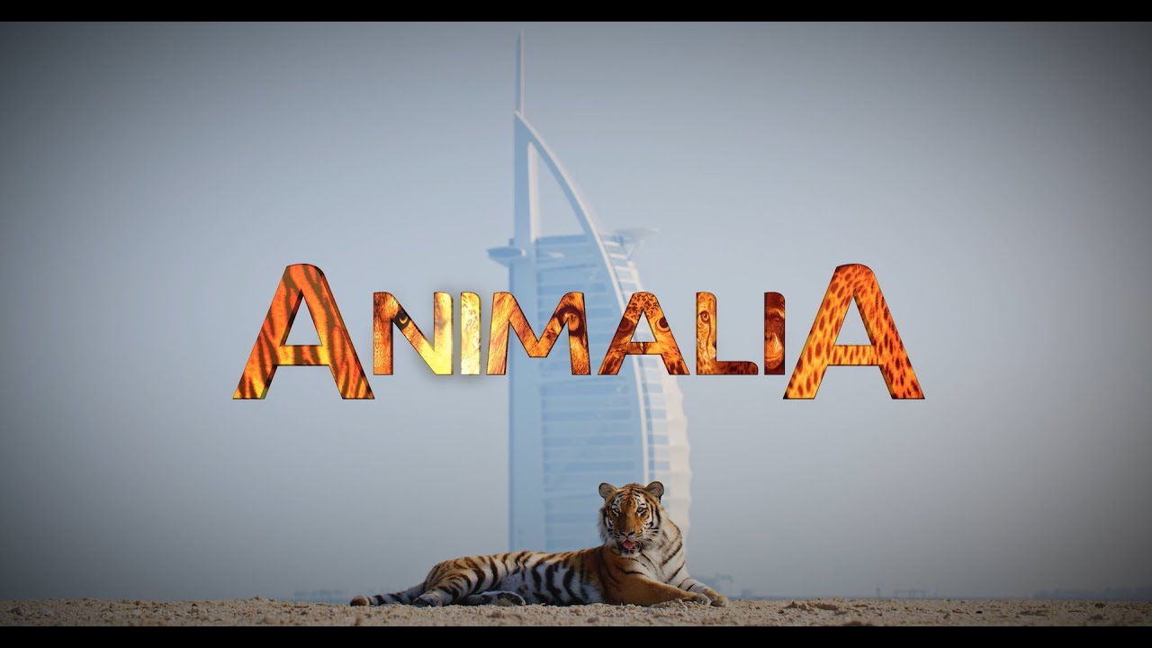 Animalia - An Introduction - YouTube