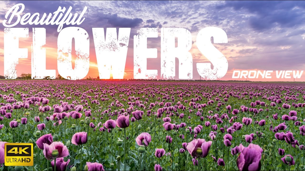 Beautiful Flowers Drone View 4K Video - YouTube