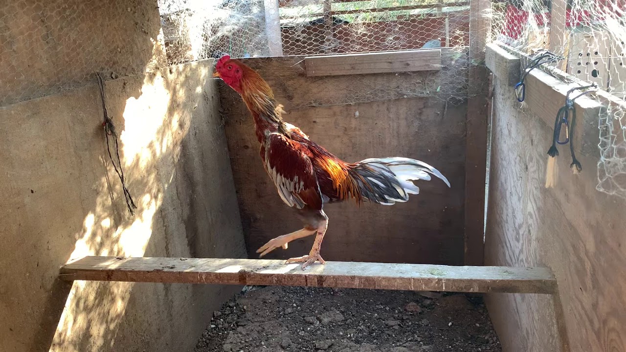 Qaib Pama Nakong - YouTube