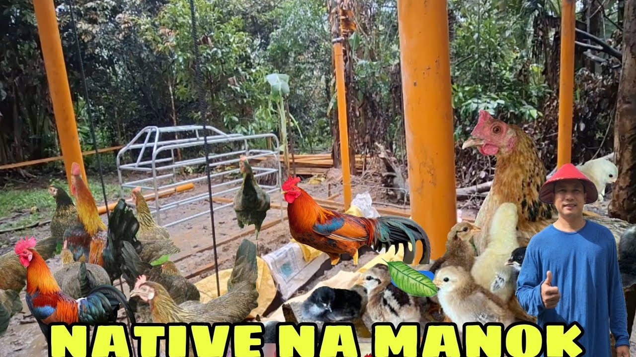 DUMADAMI NA ANG ATING NATIVE NA MANOK - YouTube