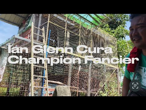 Champion Fancier ng Tarlac na Hindi Nagpapatalo sa Karera: Glenn Cura ...