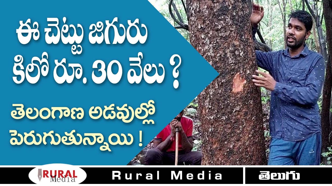 I found a sambrani plant in a Forest | Why Frankincense And Myrrh Are ...