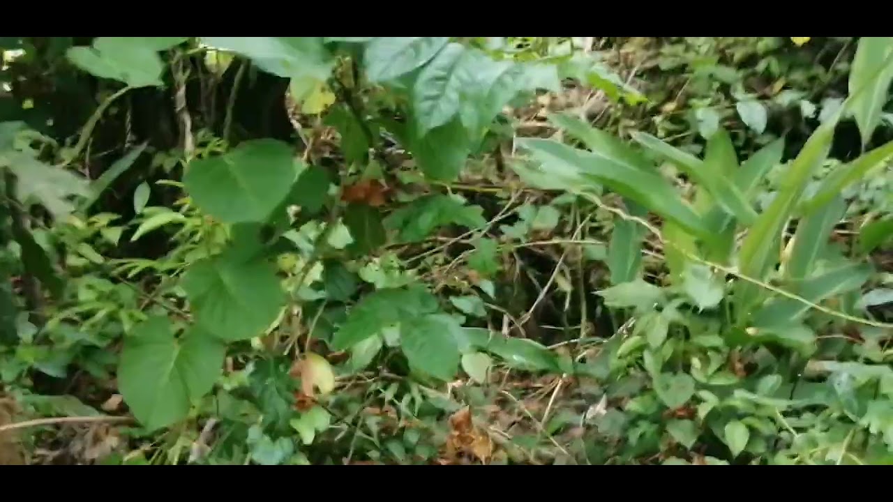 DANJUG CAVE TOUR | LANA EUNICE - YouTube