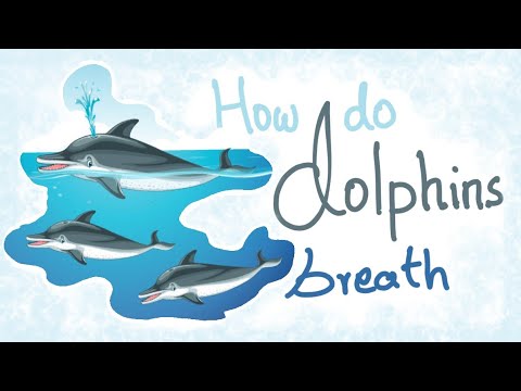 How dolphins breathe | English | Dolphin breathing technique | Learn to ...