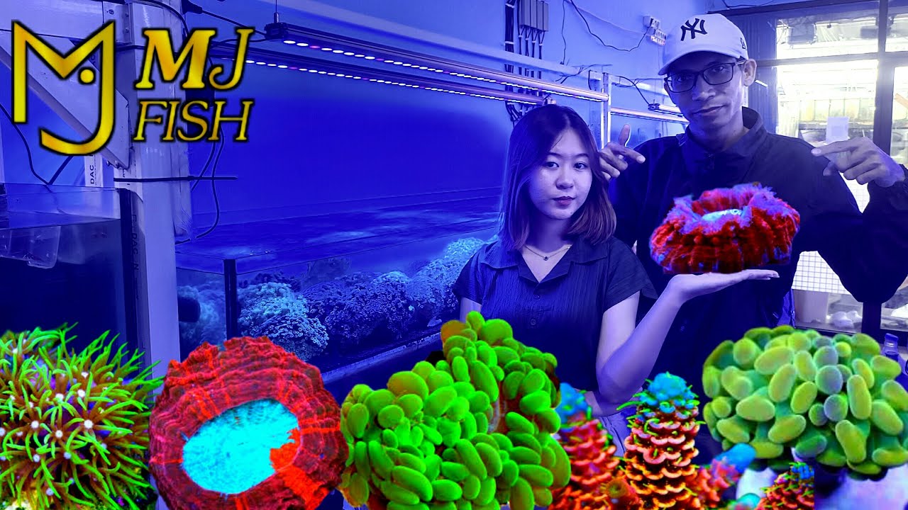 REVIEW HARGA CORAL LPS. SPSYANG WARNA WARNI. HARGA TERGANTUNG DI TOKO ...