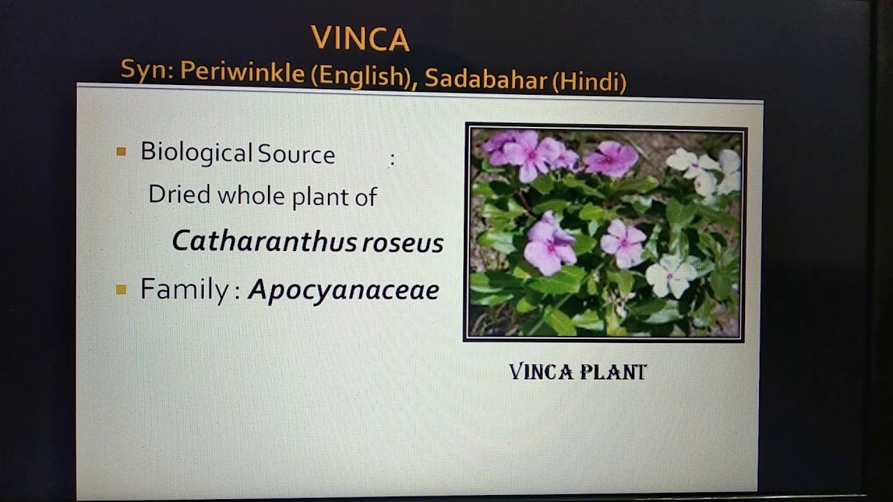 Vinca Pharmacognostic study - YouTube
