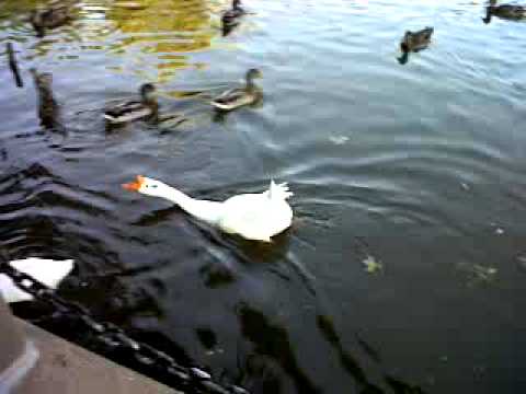 Girl gets goosed - YouTube