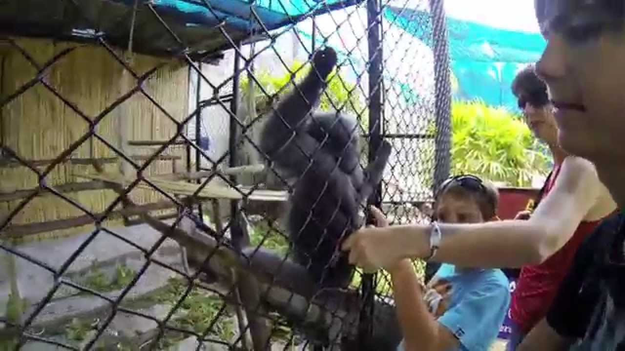 gibbon needs a scratch - YouTube