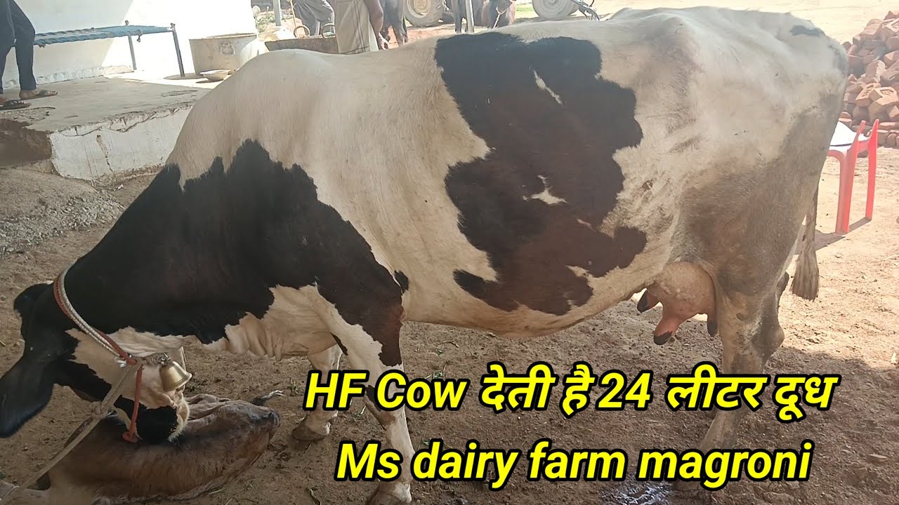 HF COW DUDH 24 LITTER MS dairy farm magroni - YouTube