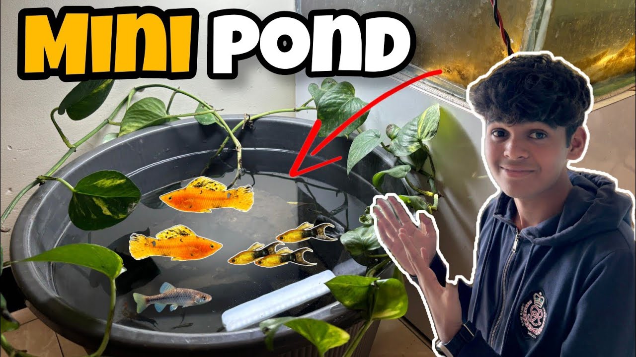 New *DIY* Guppy & Molly Pond! - YouTube