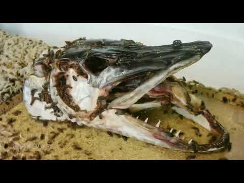Flesh Eating beetles Tiger Muskie skull and chill - YouTube