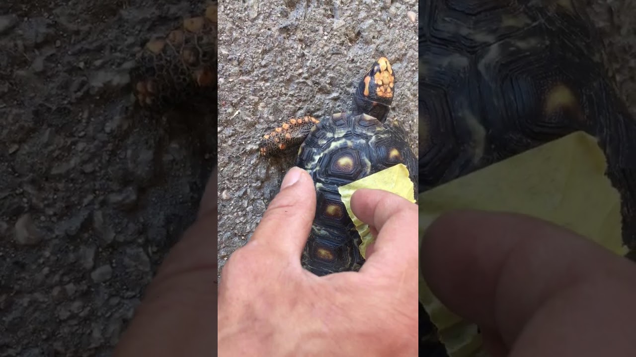 Marbled shell Cherry head tortoise - YouTube