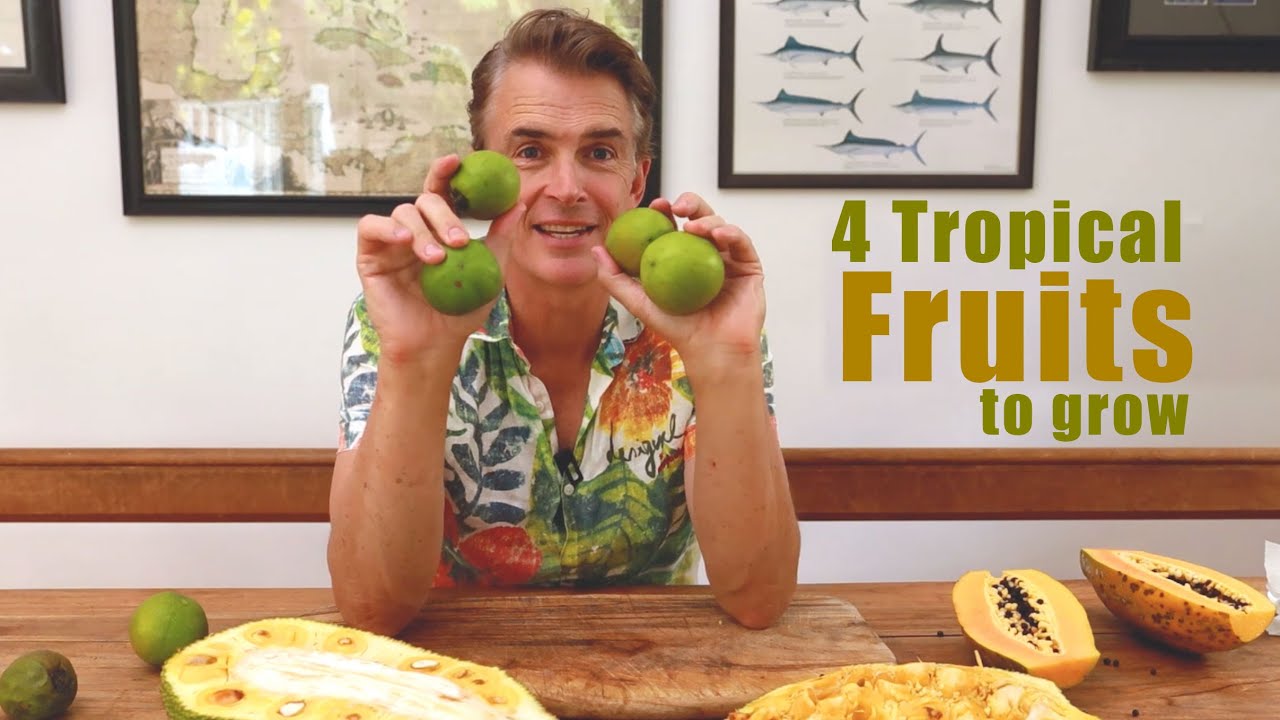 4 Favorite Tropical Fruits (In a Temperate Climate) - YouTube