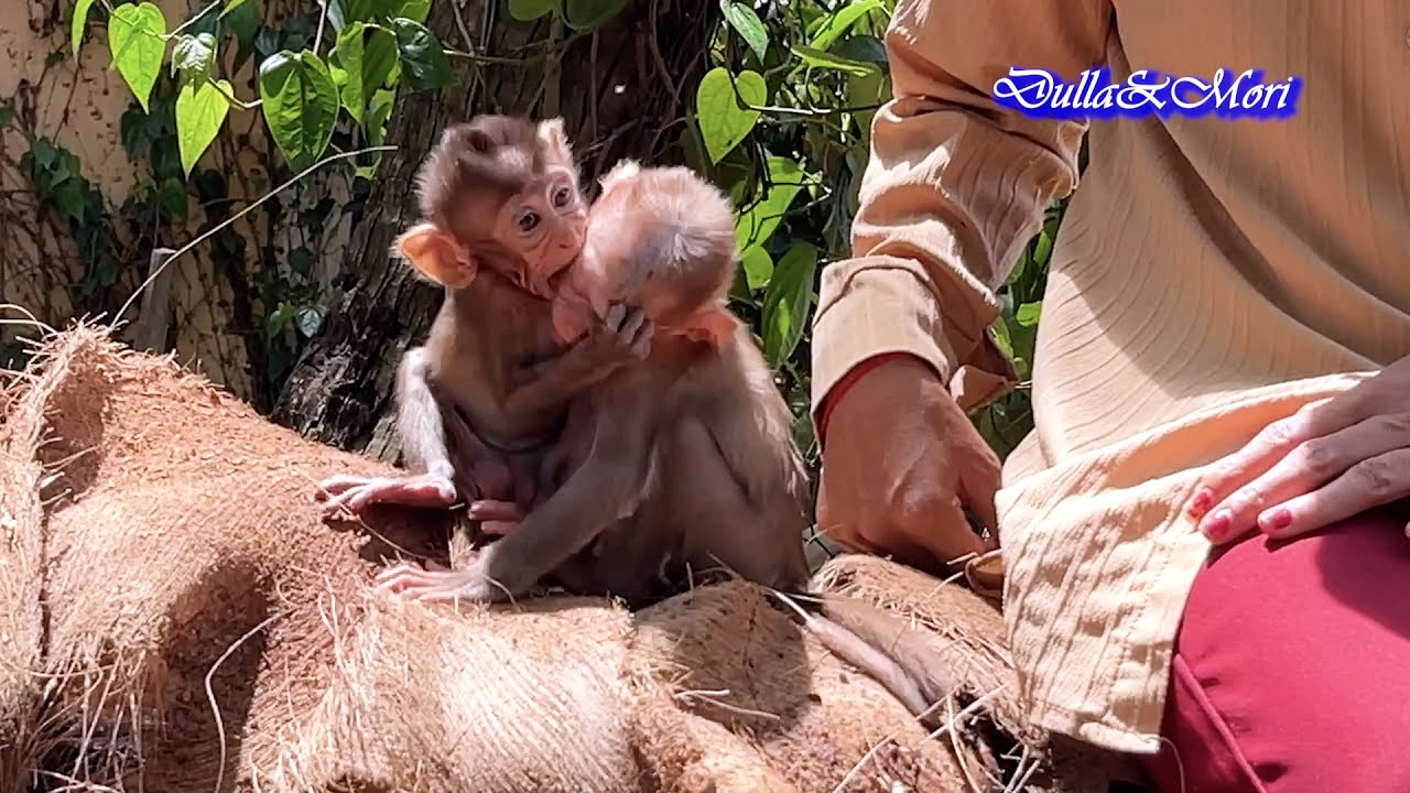 Dull and Mori monkey , What are they looking for? - YouTube
