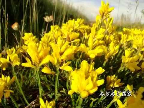 Genista sagittalis   Vidéo 519 - 2016