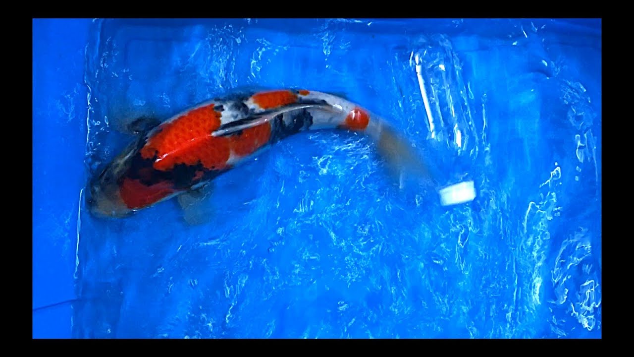 Showa Marudo 38cm -17/11 - 01:15 - YouTube