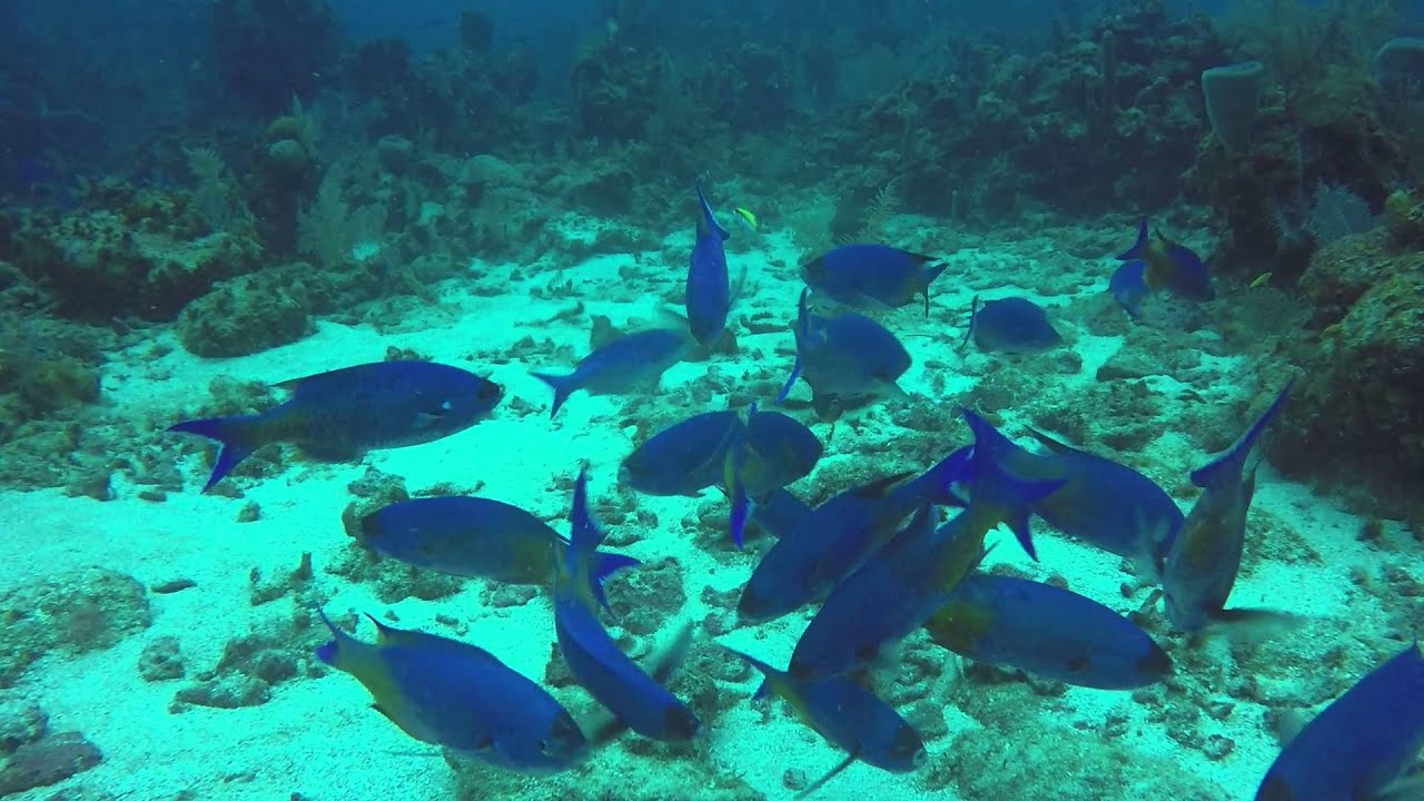 School vissen - YouTube