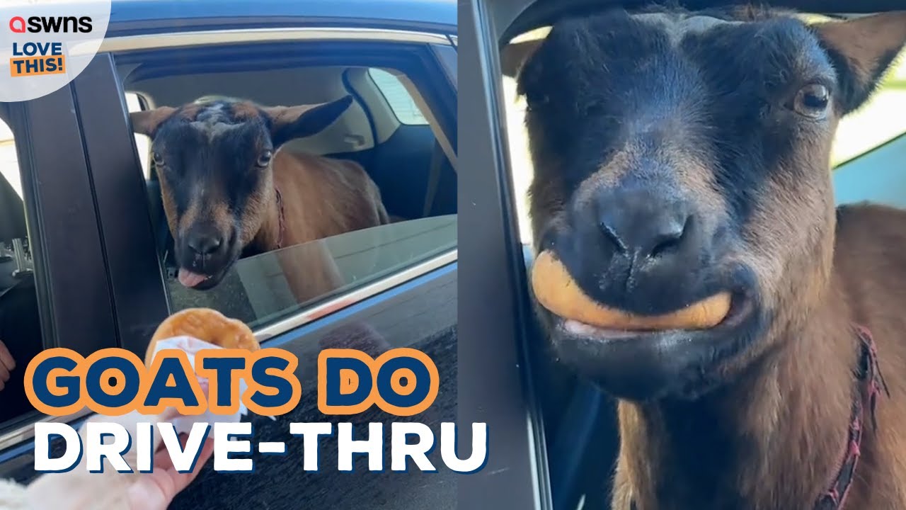 Goats go for doughnuts at the drive-thru! 🍩🚗 | LOVE THIS! - YouTube