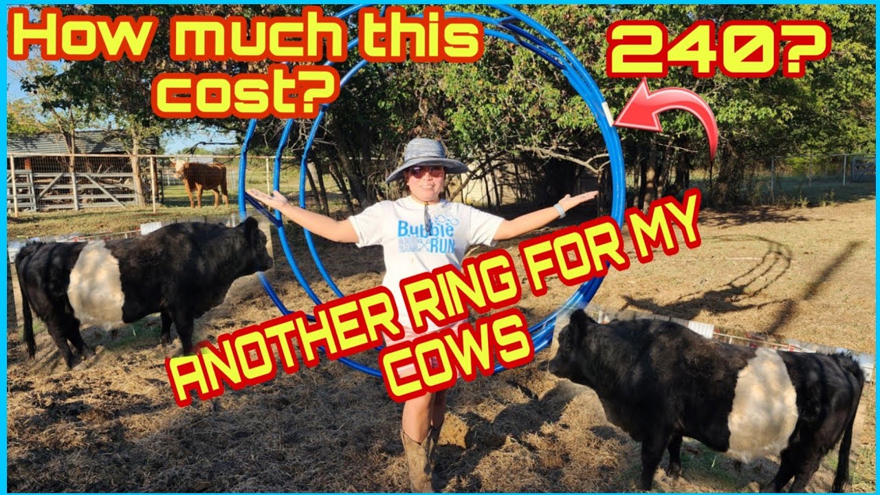 ANOTHER HAY RING FOR WILBUR BULL OUR COW - YouTube