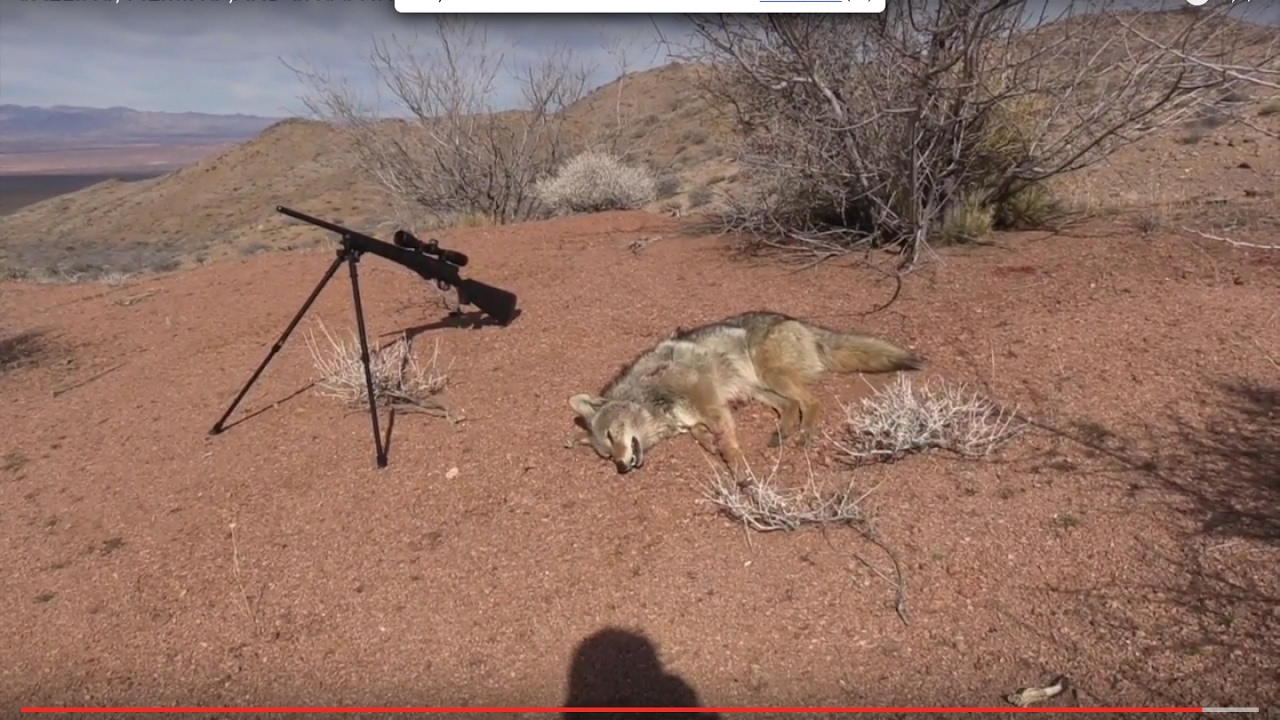 CALLING, FILMING, AND SHOOTING COYOTES!!! - YouTube
