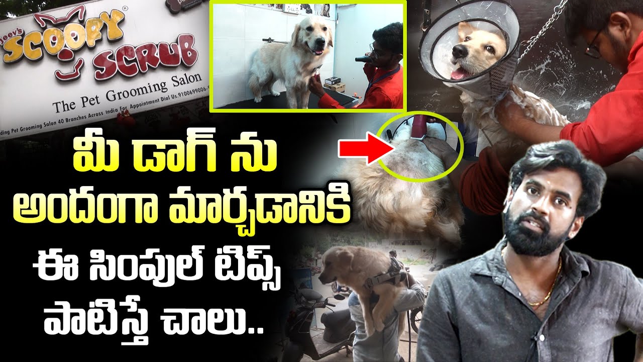 GROOMING Tips For Dogs in Telugu | How to do Grooming for Dogs | Dogs ...