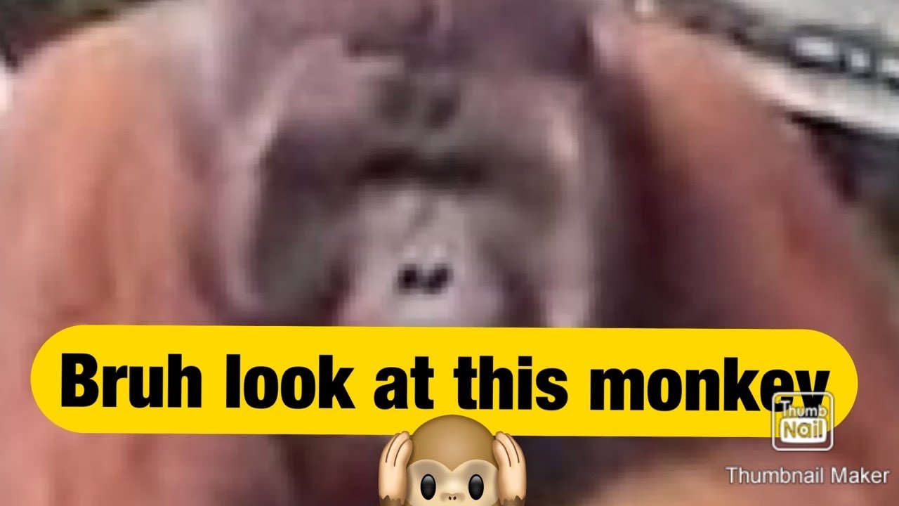 Bruh, look at this monkey 🐒 - YouTube