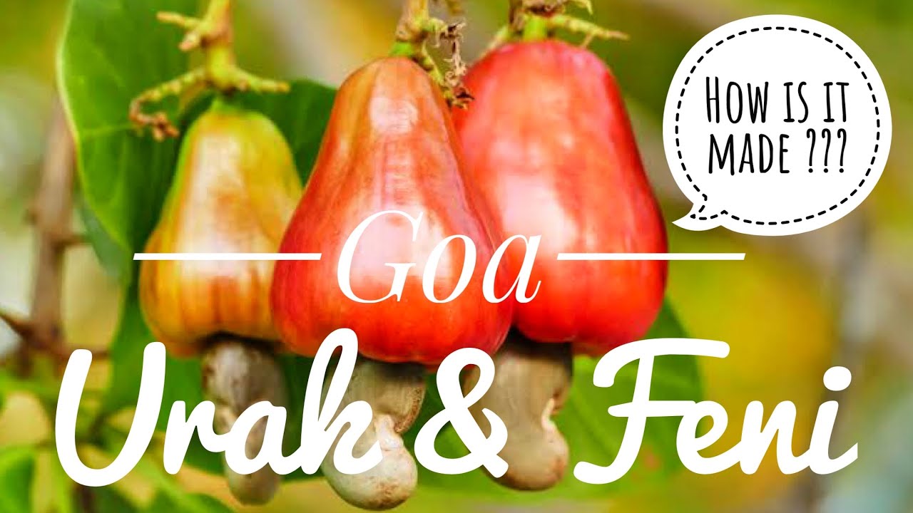 How To Make Urak & Feni | Locally Brewed | Jungle Juice Of Goa - YouTube