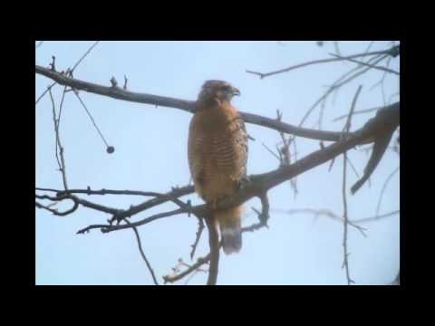 Red shouldered Hawk cry - YouTube