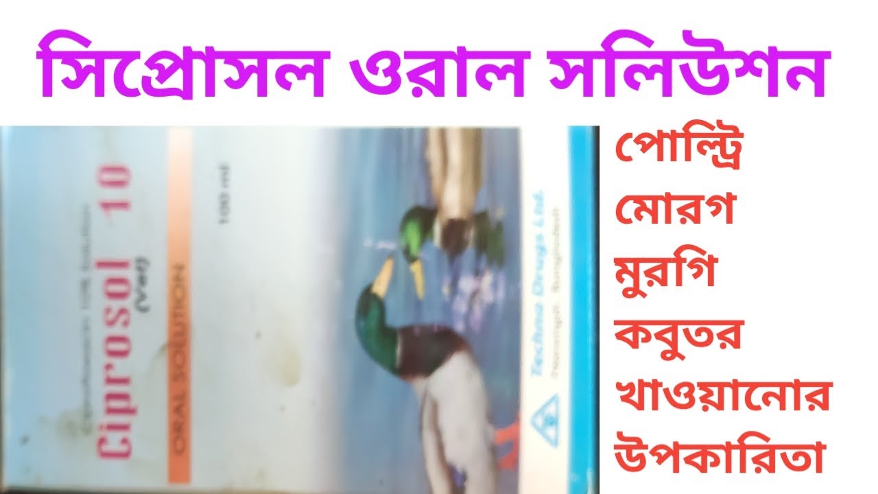 ciprosol 10% পোল্ট্রি মোরগমুরগি কবুতর খাওয়ানোর উপকারিতা - YouTube