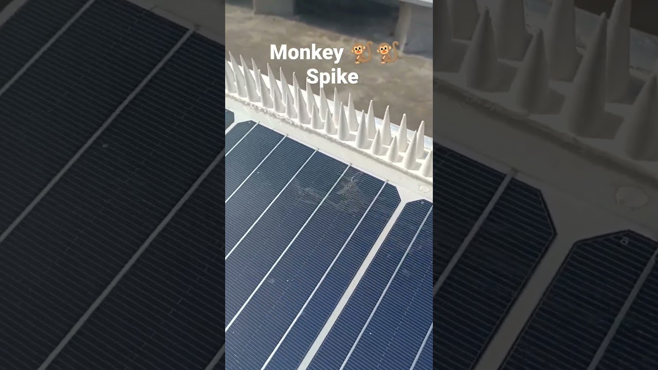 Monkeys Solar System