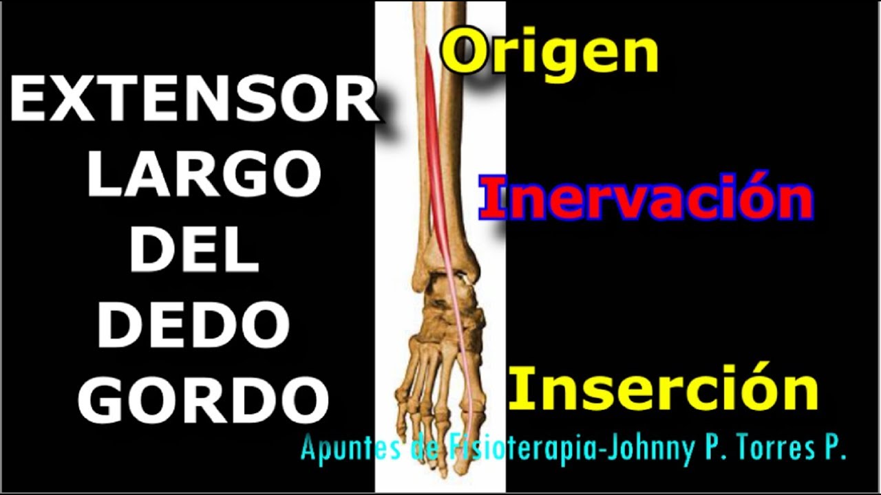 Músculo Extensor Largo Del Dedo Gordo
