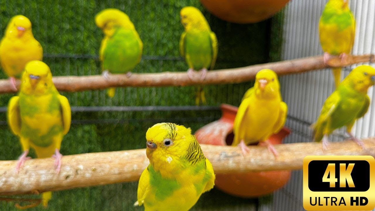 Parrots singing beautiful birds voice beautiful budgies birds sounds Of ...