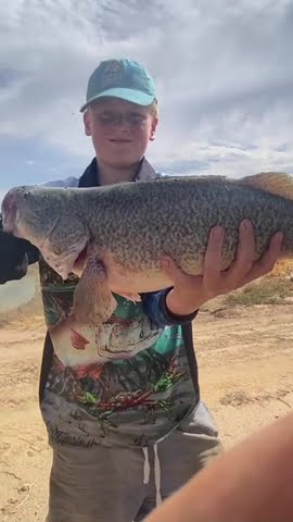 fat murray cod! - YouTube