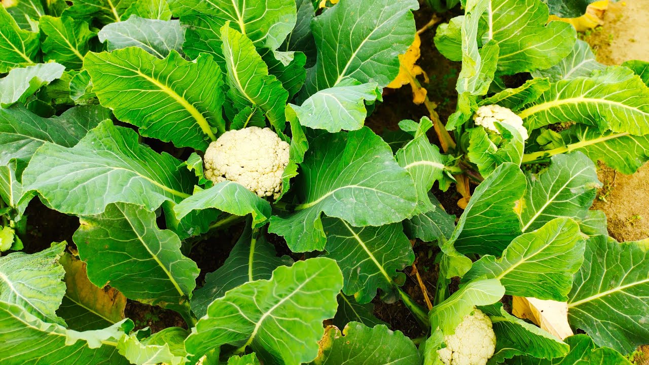 How To Grow Cauliflower In Raise Bed At Home||Organic Gardening - YouTube