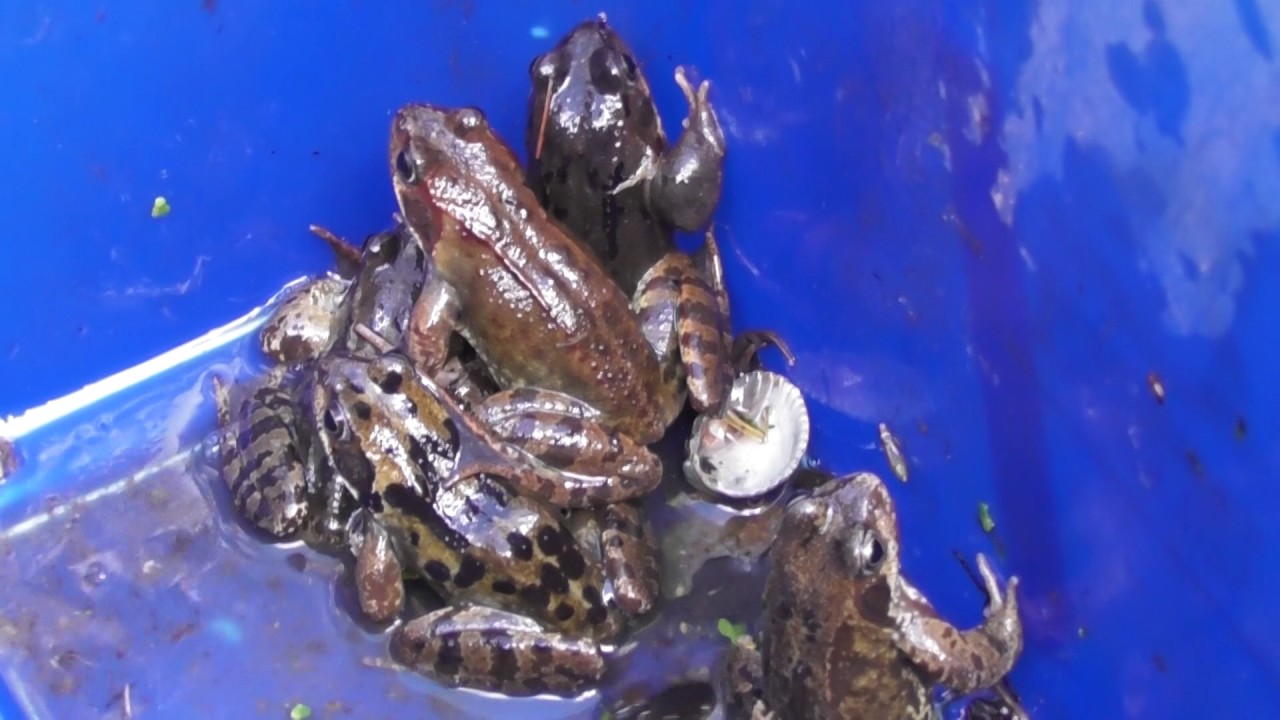 wildlife Pond Clean out lot of frogs & Newts Cambridge UK 17apr17 - YouTube