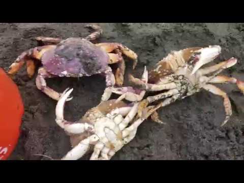Crab Snaring off the beach (Nor Cal) - YouTube