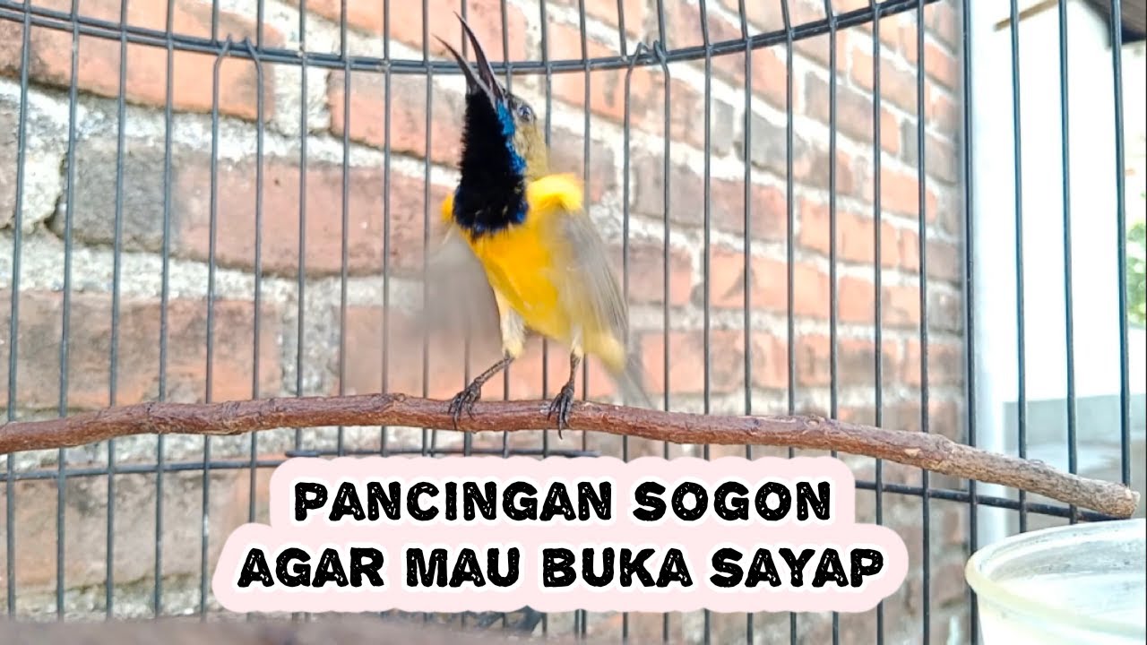 SOGON GACOR DORR BUKA SAYAP COCOK UNTUK RANGSANGAN SOGON LAIN # ...