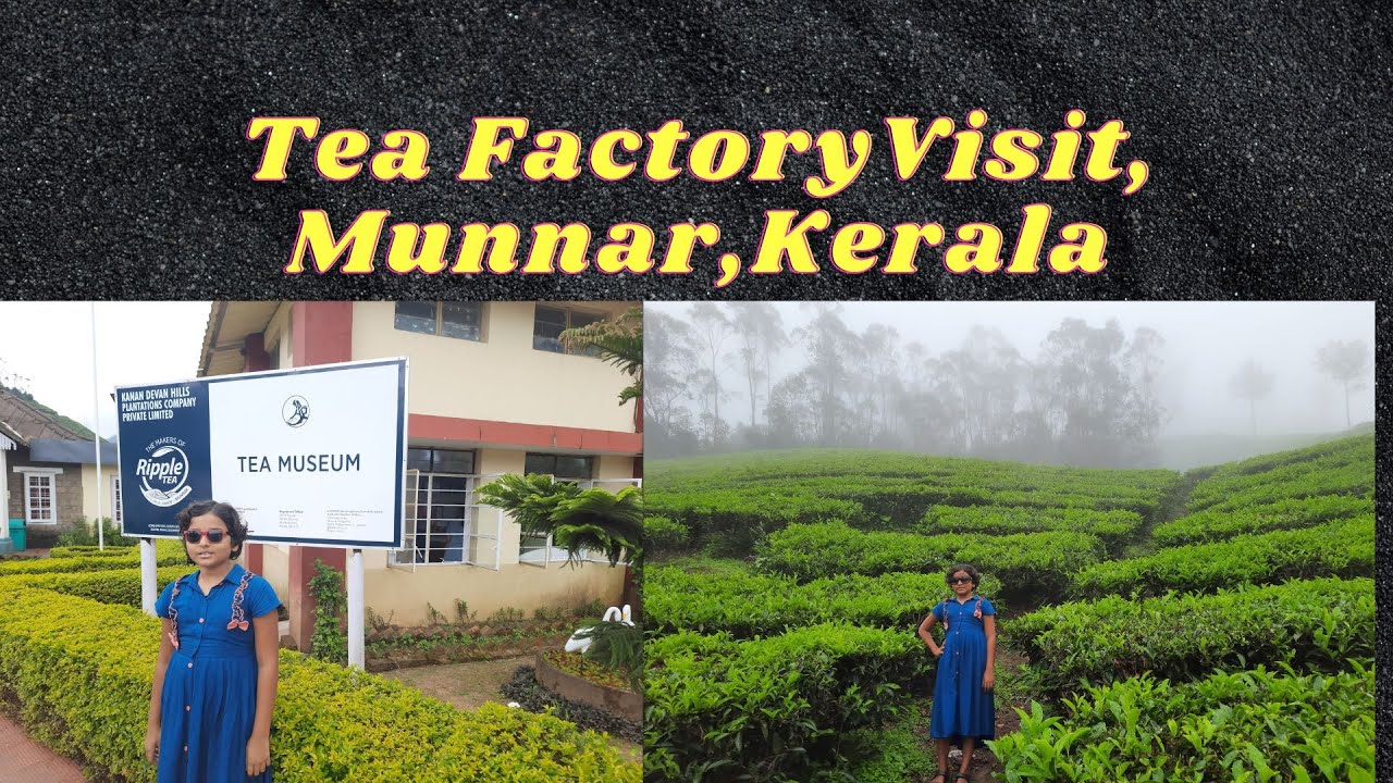 Tea Factory Visit, Munnar, Kerala/Visit At Tea Factory/How to make Tea ...