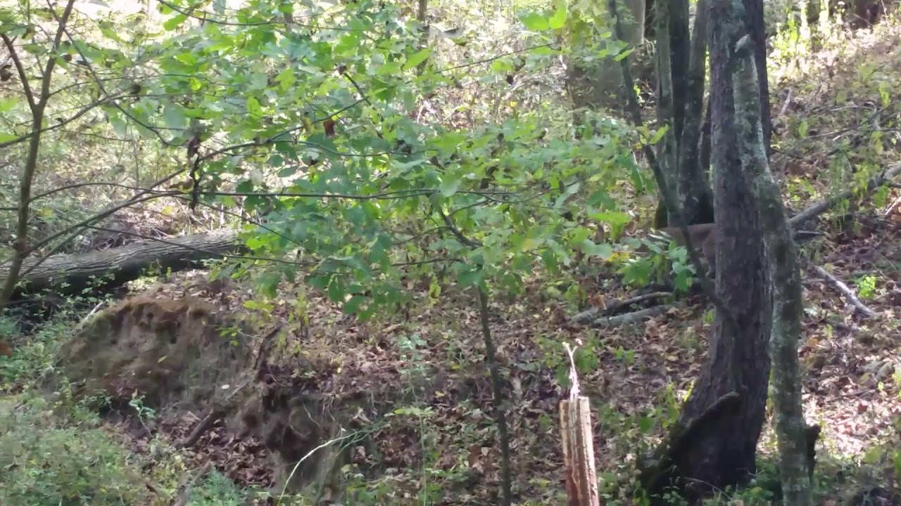 Indiana bobcat (Switzerland county ) - YouTube