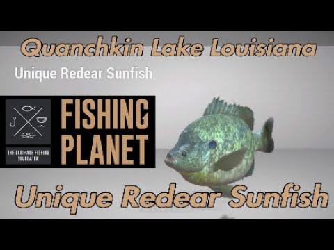 Unique Redear Sunfish - Quanchkin Lake Louisiana - Fishing Planet Guide ...